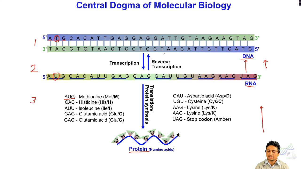 Central Dogma of Molecular Biology: The flow of Information from DNA to ...