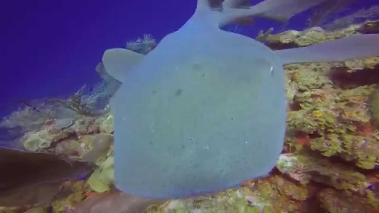 Shark Bites GoPro - GoPro Shark Attack - YouTube