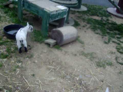 Amish Goats!!! - YouTube