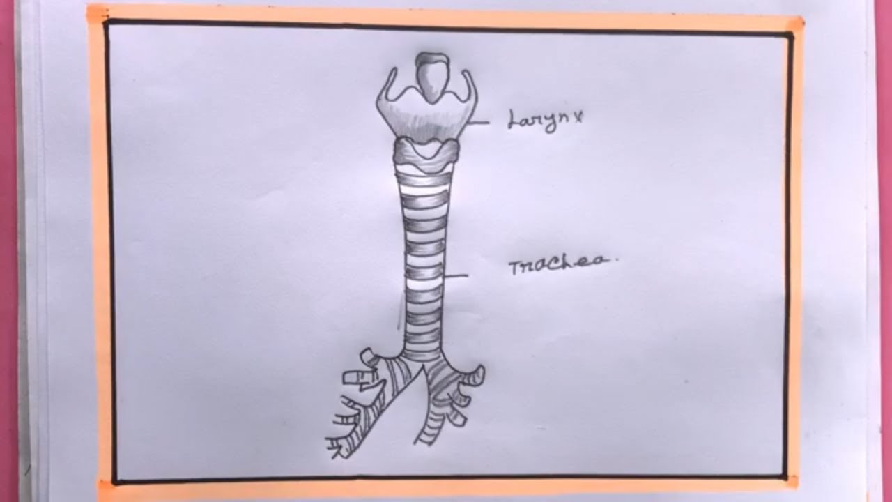 How To Draw Trachea Easy Step By Step/Trachea Drawing Easy - YouTube