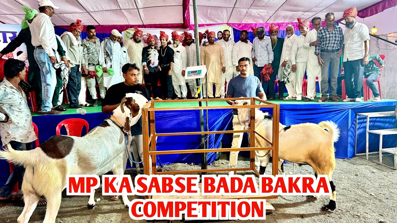 MP Ka Sabse Bada Bakra Competition In Mhow - YouTube
