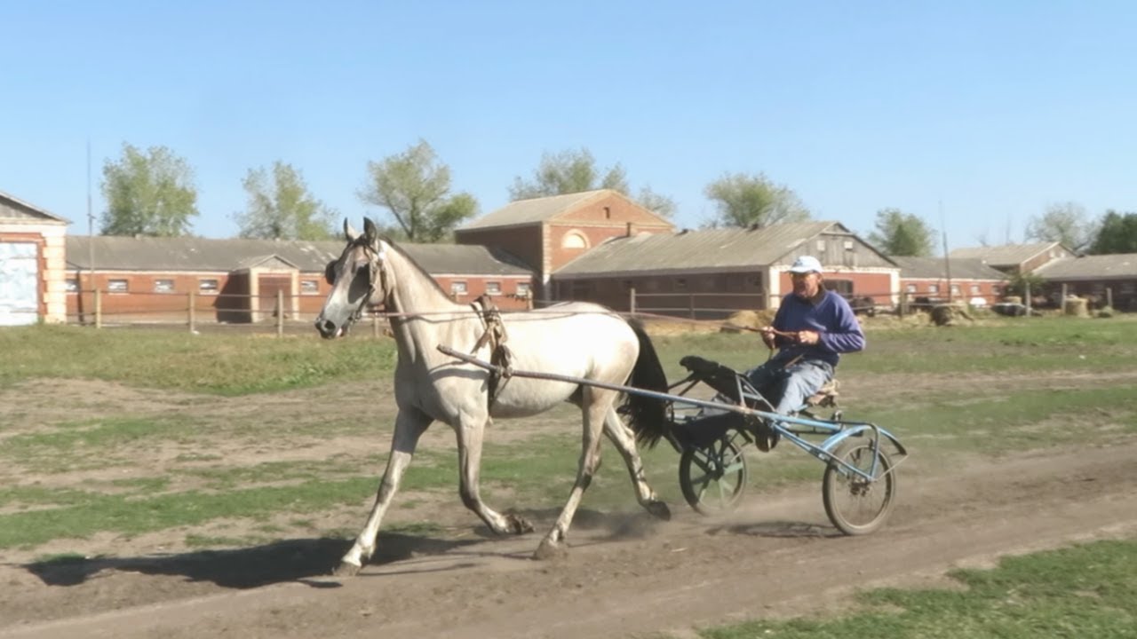 Daily training is the key to success for trotters and riders - YouTube