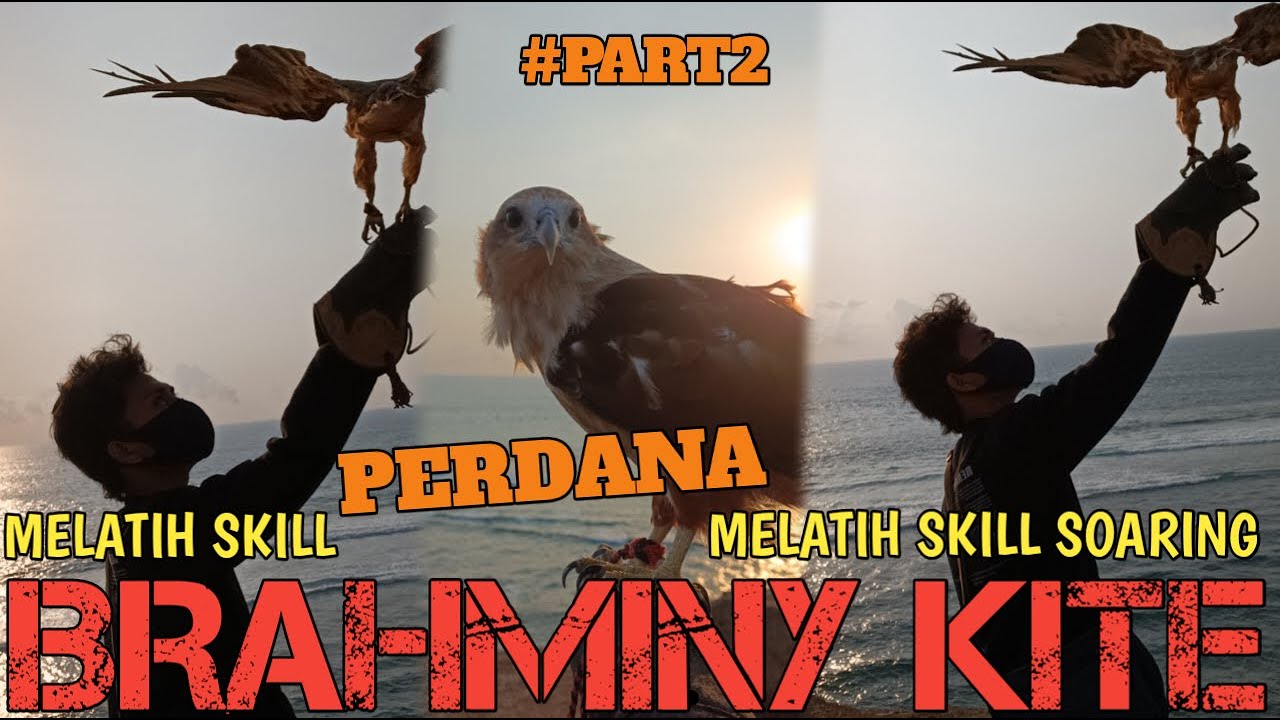 Elang Bondol skill soaring PERDANA di bukit merese lombok - YouTube