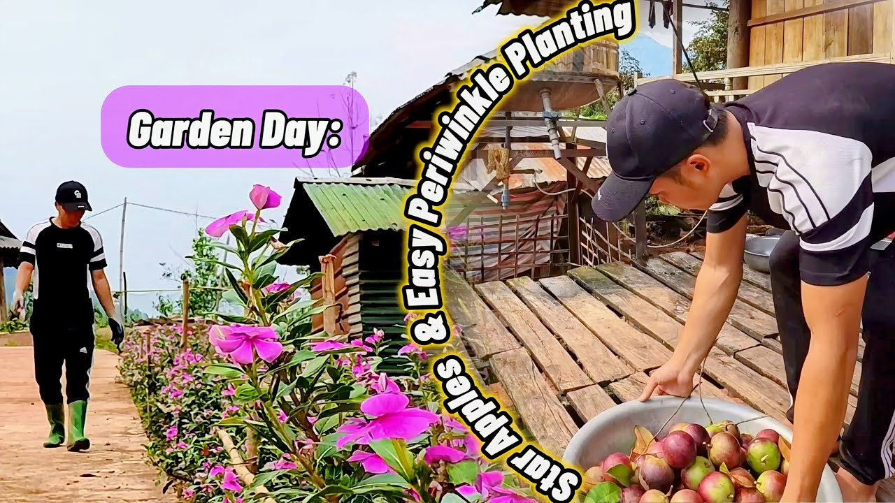 #7 Star Apple Harvest & Periwinkle Planting – Easy Gardening Tips for ...