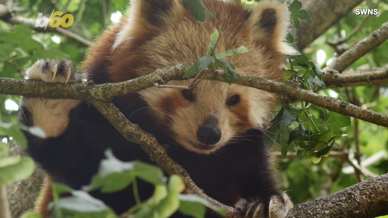 Fugitive Red Panda Finally Found and Returned After Dramatic Rescue ...