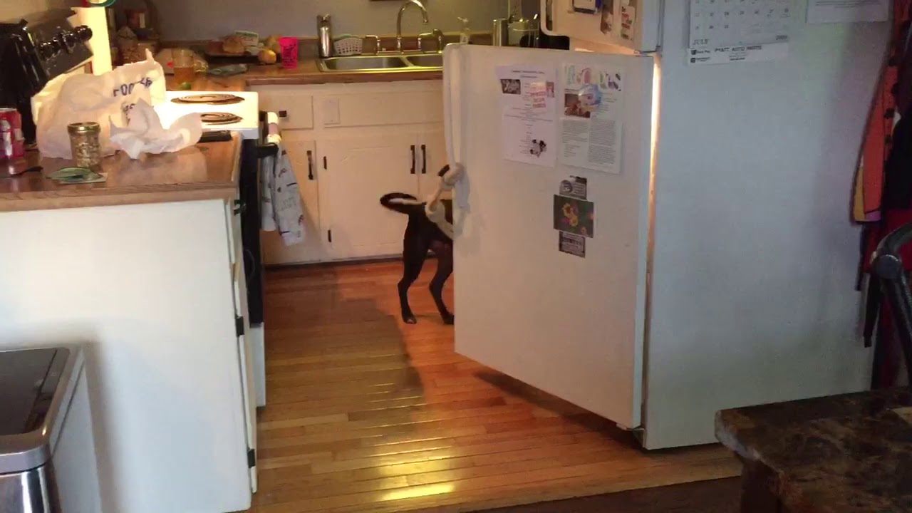 MY DOG FETCHING A BEER!! - YouTube