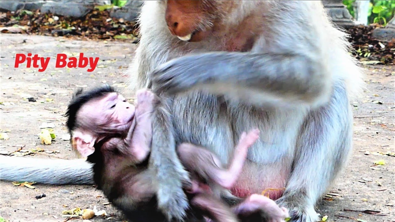 Adorable Mother Monkey Sarah Look Sadness, Sarah Brings Tiny Baby Sario ...