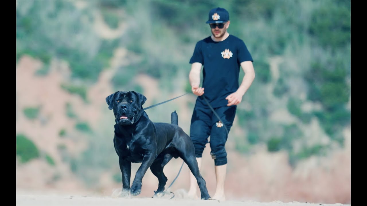 Best Black Boerboel i Ever Seen | The Legend FLOKI - YouTube