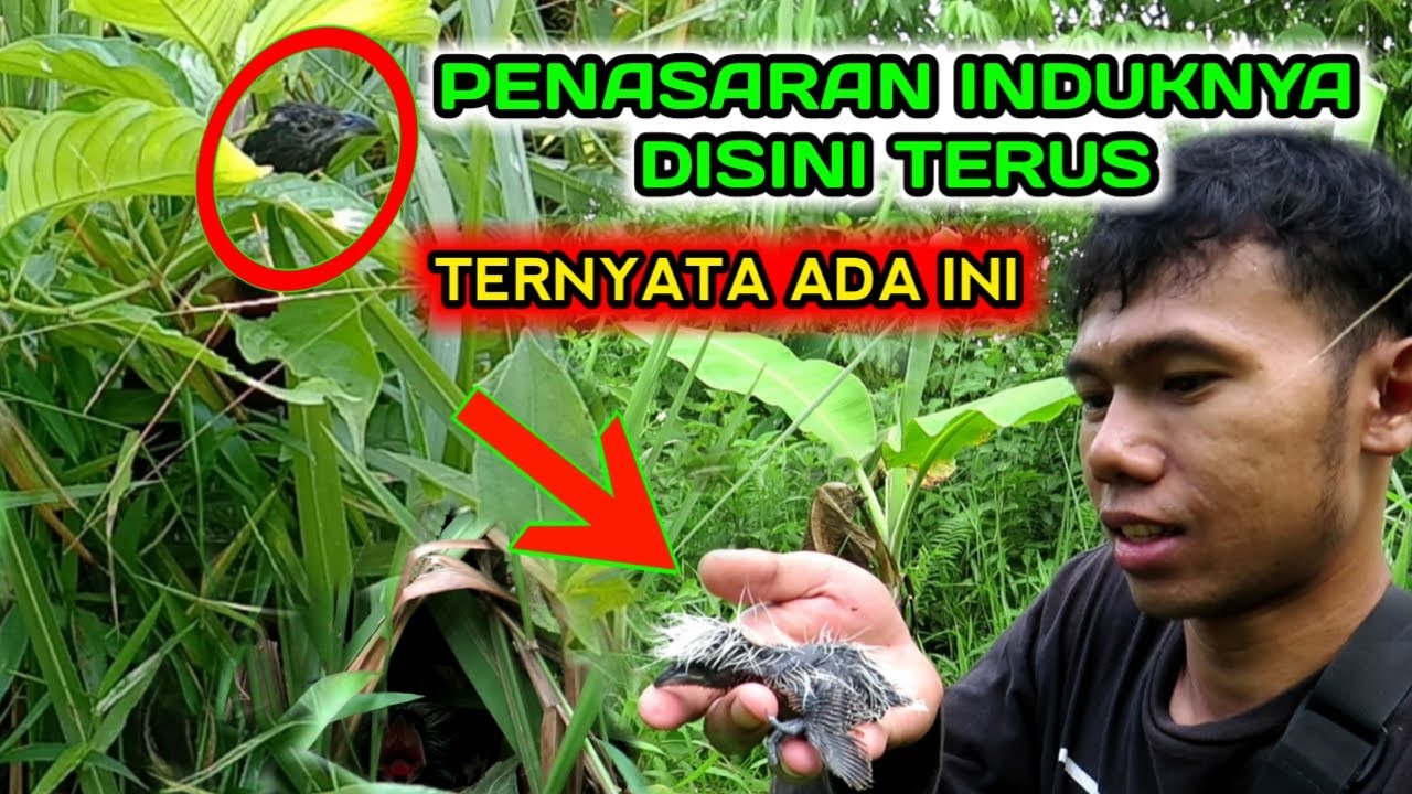 BIKIN PENASARAN !! TERNYATA DISINI SARANG BURUNG BUBUT ALANG ALANG ...