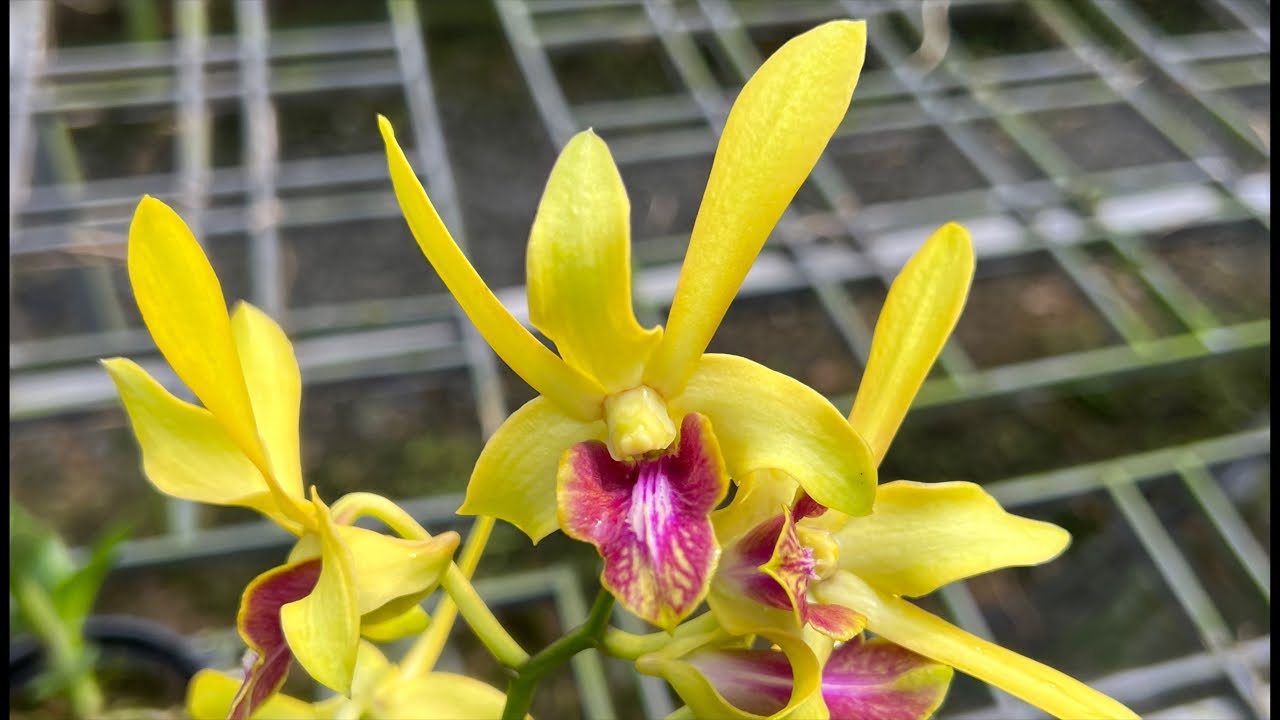 Thỏ xưa, mắt rồng vàng, sing vàng chậu to, sing xoắn lò xo live 2/12 ...