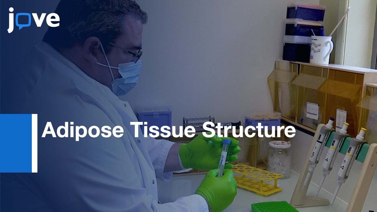 Adipose Tissue Structure By Methylsalicylate Clearing & 3D Imaging l ...
