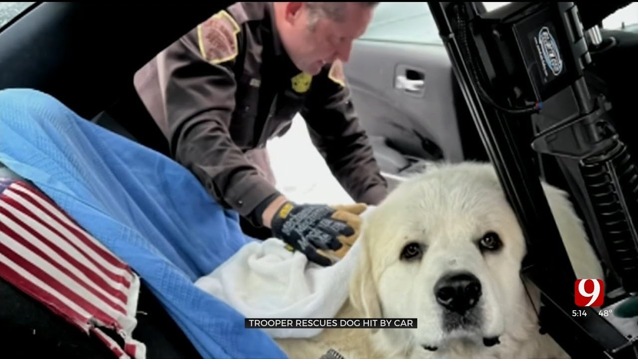 OHP Troopers Rescue Dog Hit By Car - YouTube