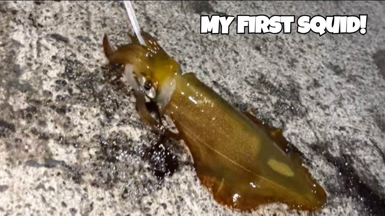Mission Bay Wharf Fishing - Egi Squid Hunt in Auckland, NZ! - YouTube