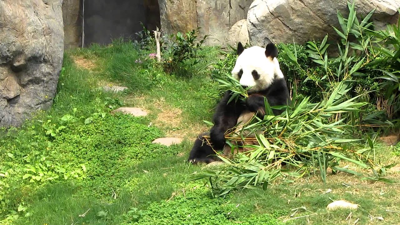 Panda at Hong Kong's Ocean Park - YouTube