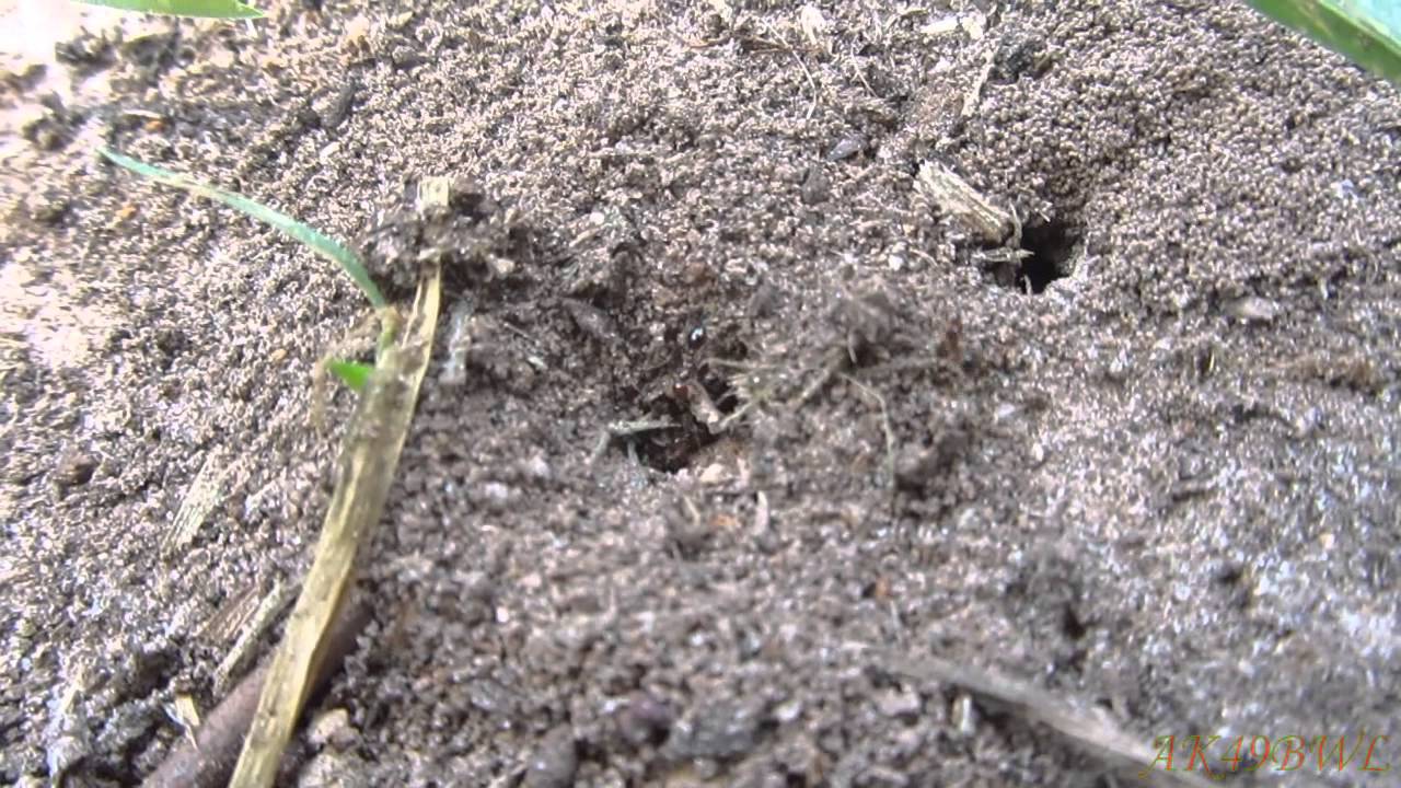 Taco Bell Cheese Ants - YouTube