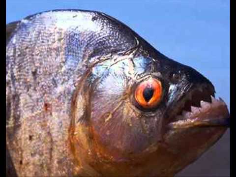 top ten scariest fish - YouTube