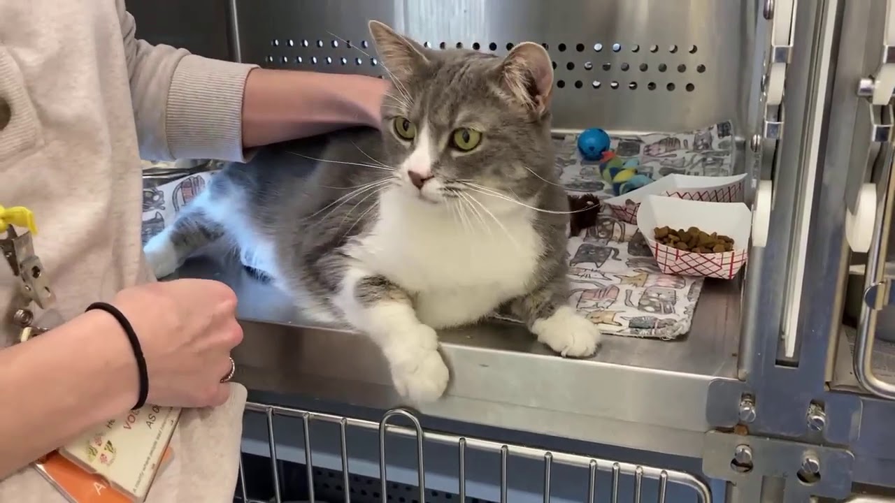 Sweet 'Pritty Kitty" - YouTube