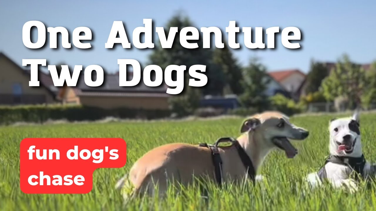 Playful Whippet's Dog Chase - YouTube