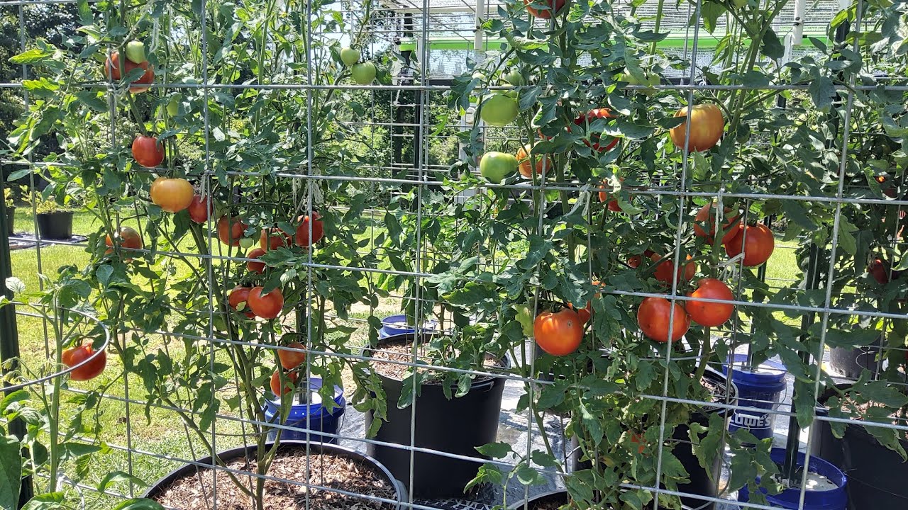 4th Hossinator And Brandywine Tomato Harvest 6/27/25 - YouTube