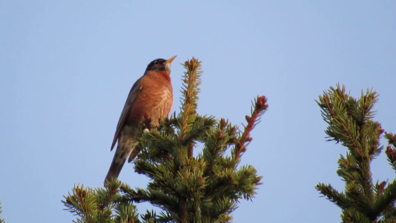 Red Robin Mating Calls - YouTube