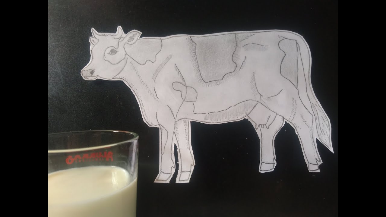 Cow || Stop motion animation - YouTube