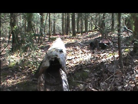 Hollow Log Trap: Bushcraft Trapping, Snare, Wilderness Outfitters of ...