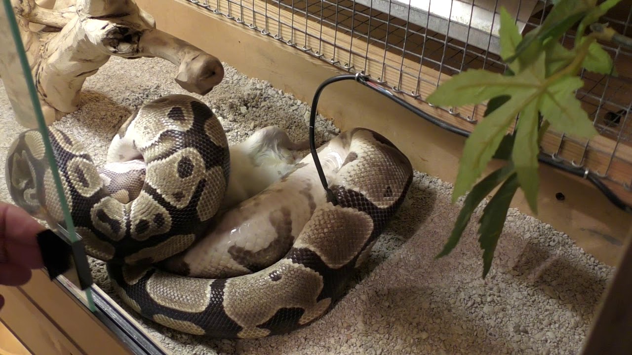Royal Python attempting to eat a 400g rat - YouTube