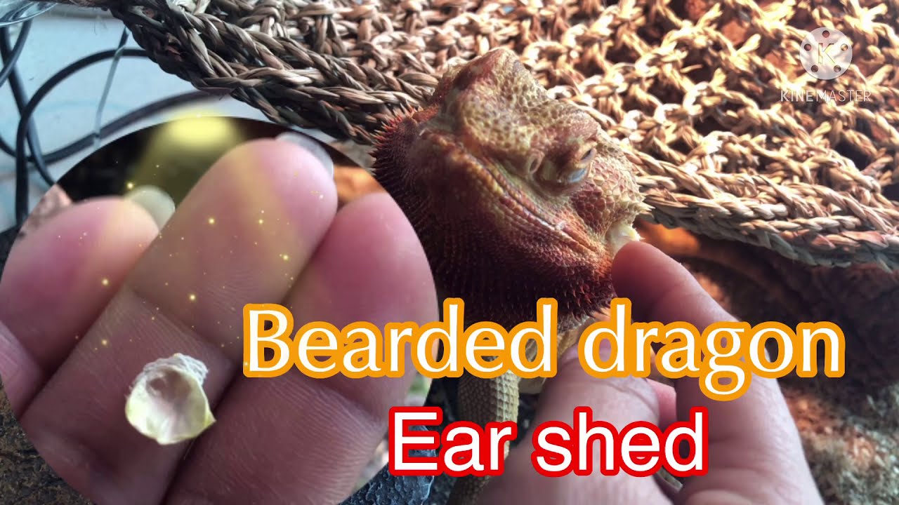 BEARDED DRAGON EAR SHED - YouTube