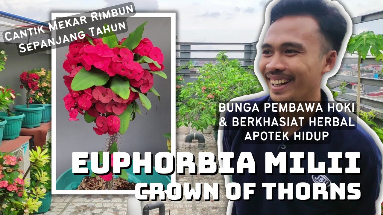 Ide & Cara Memilh Tanaman Bunga yg Cocok di Rooftop Balkon Rajin Mekar ...