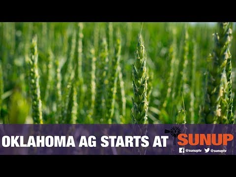 New OSU beardless wheat variety seed available for fall planting (9/21 ...