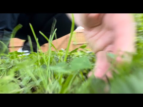 ASMR Moving the camera over grass 🌾 - YouTube