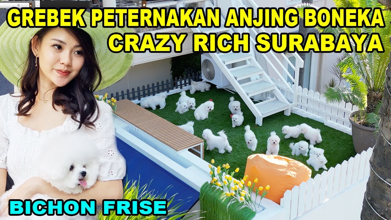 Peternakan Anjing Bichon Sultan Surabaya - Spesialis Mini Bichon ...