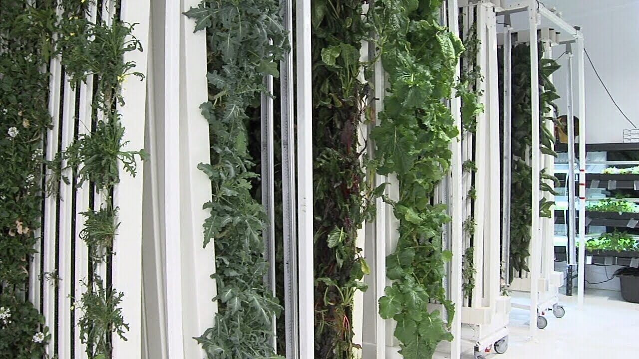 Dryden's AgriTech North recognized for addressing food insecurity - YouTube