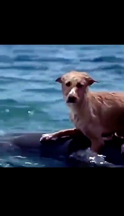 Dolphin saves dog that fell into the sea from the boat 🛥️ #hoodnews # ...
