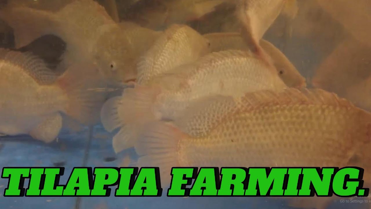 Tilapia farming - How to farm tilapia - YouTube