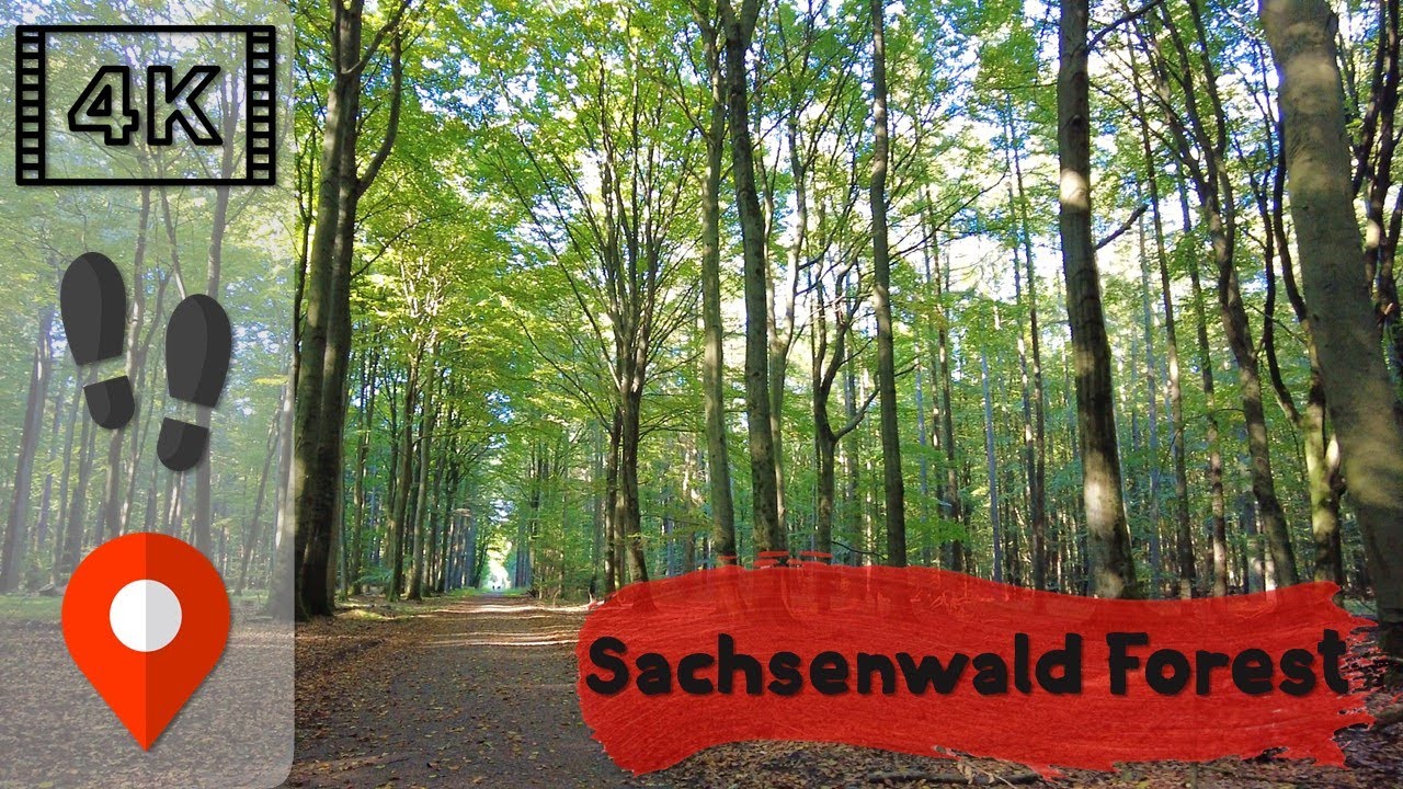 【4K】Relaxing Autumn Walk in the Forest | Sachsenwald 🇩🇪 - YouTube