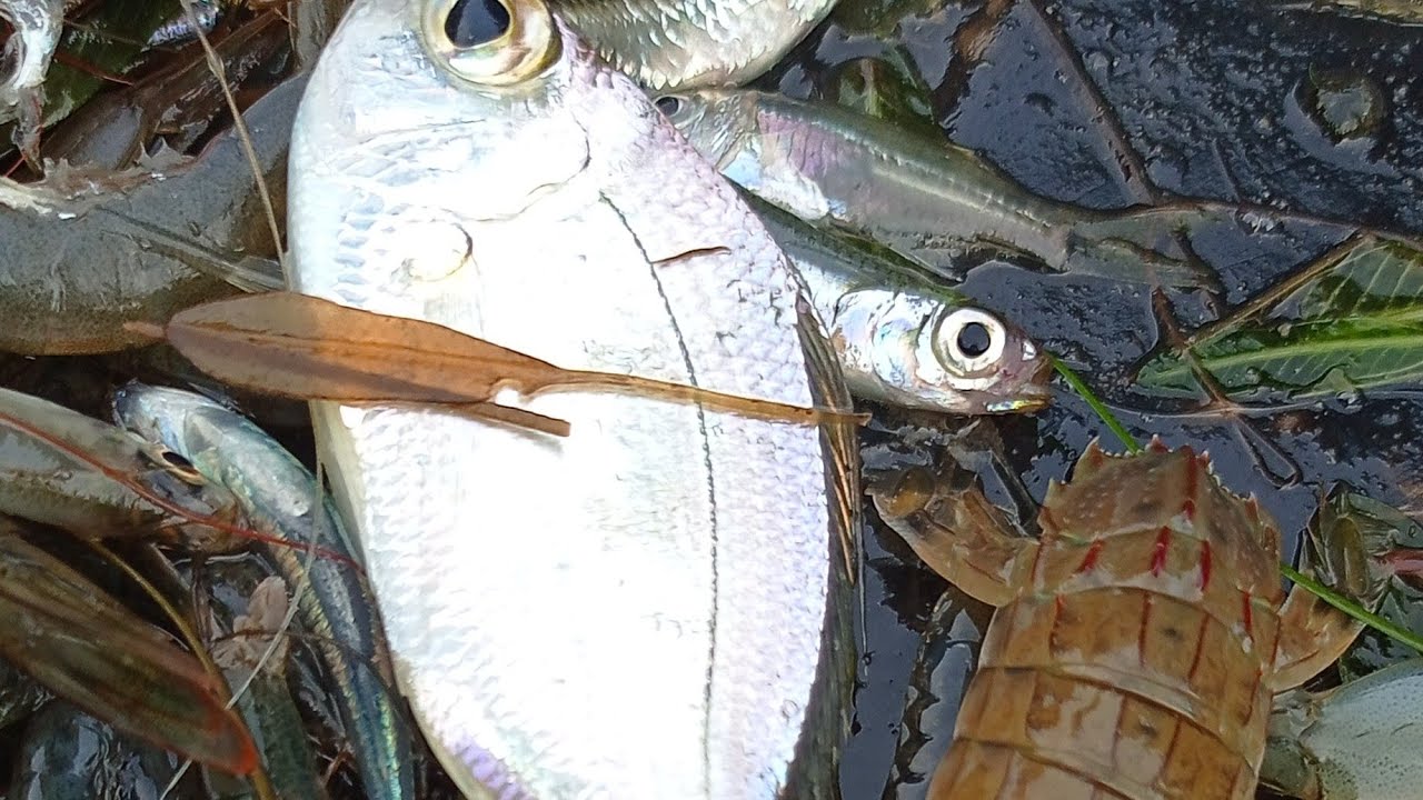 Chilika fishing. best net fishing. part 3 . fishing - YouTube