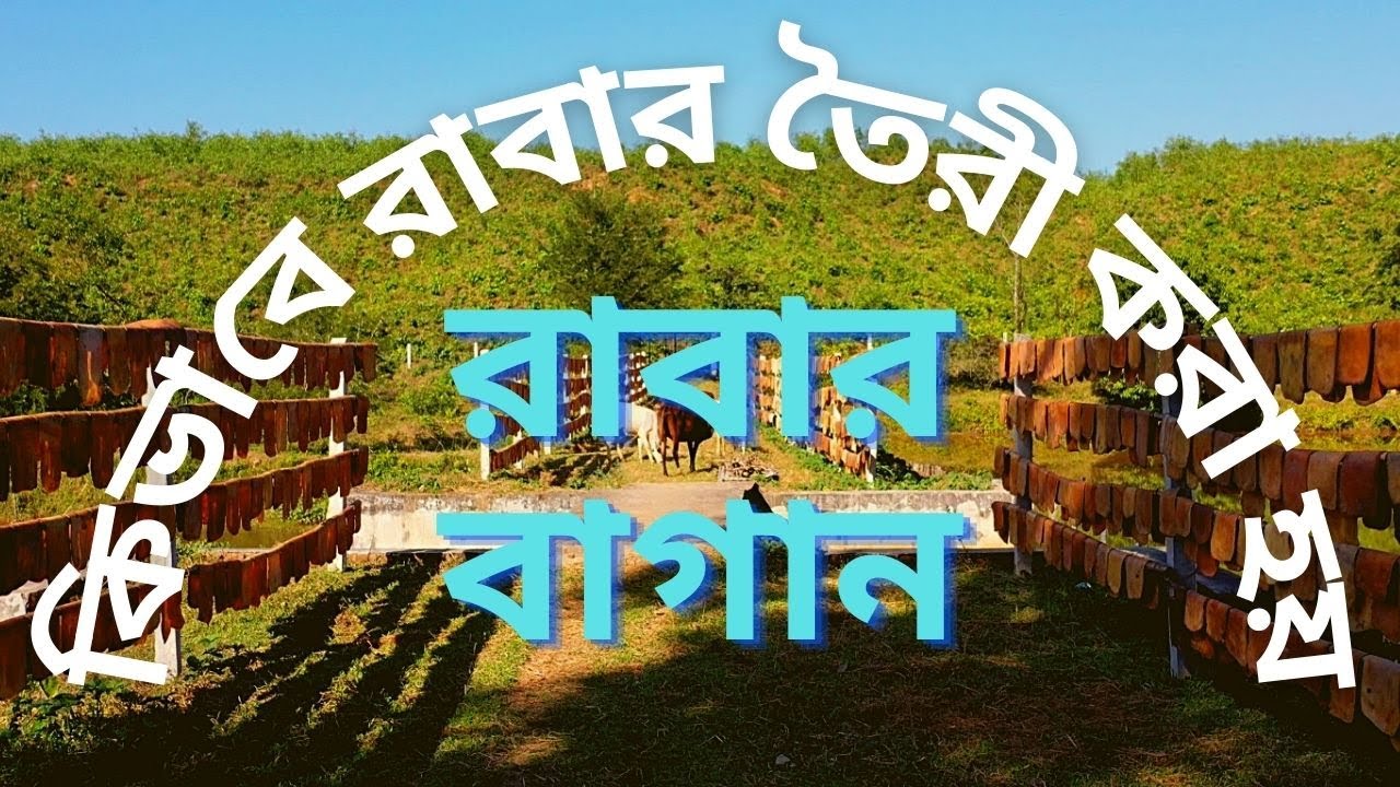 Taoakucha Rabar Bagan | তাওয়াকুচা রাবার বাগান | শেরপুর | কিভাবে রাবার ...