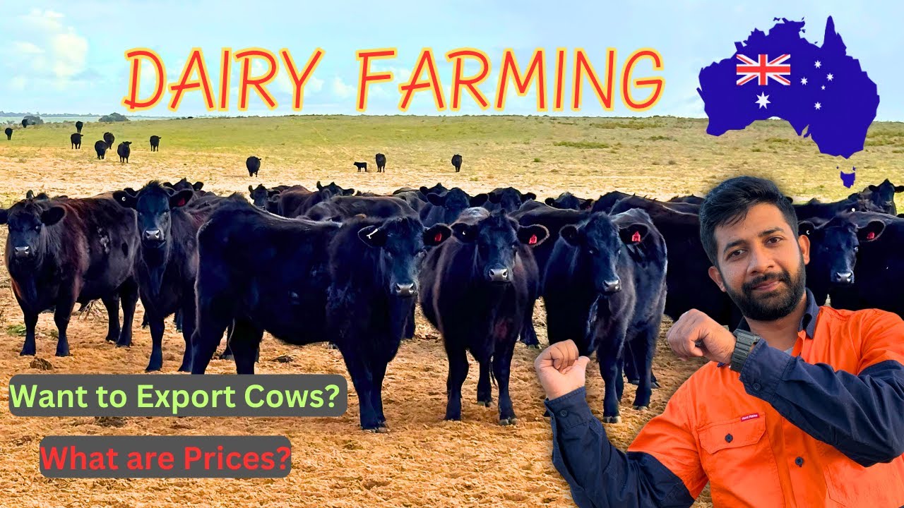 Amazing Cow Farming Technology | How Australia Raised 28.6 Million ...