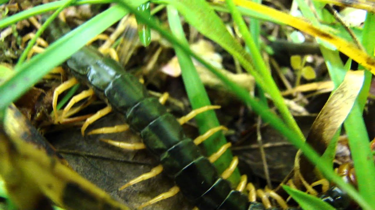 Scolopendra subspinipes mutilans. - YouTube