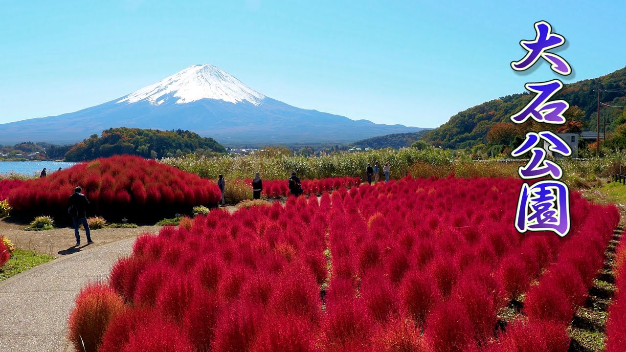 Autumn Colors of OISHI PARK w/ Mt. Fuji. #大石公園 #4K #kochia #コキア - YouTube