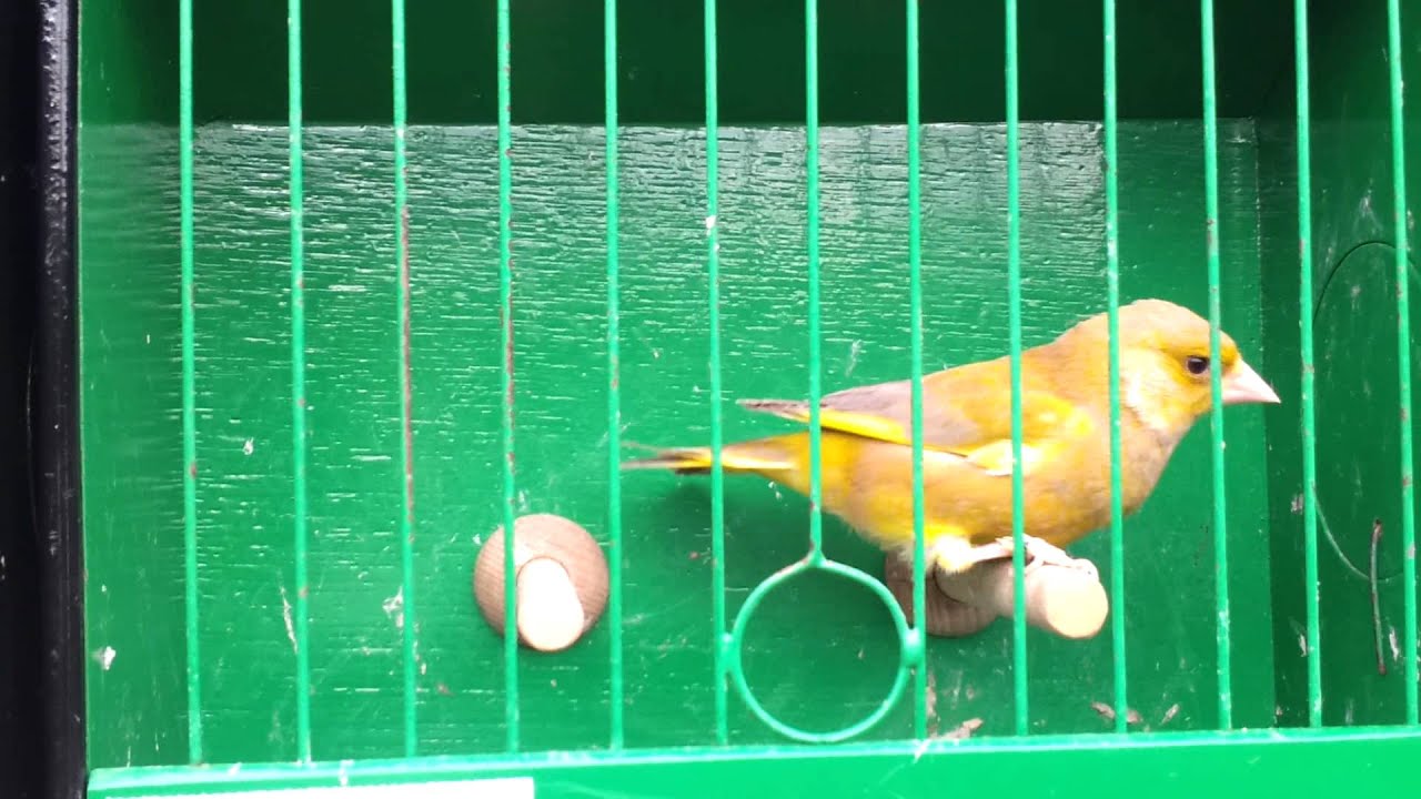 Greenfinch cock's in mutations for 2012 - YouTube