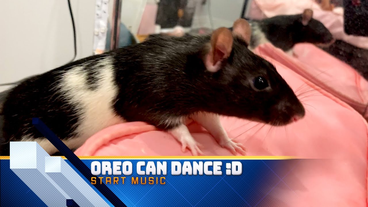 Oreo can Dance, Fancy Pet Rats - YouTube