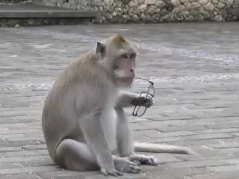 Singes voleurs d'Uluwatu à Bali (Indonésie).