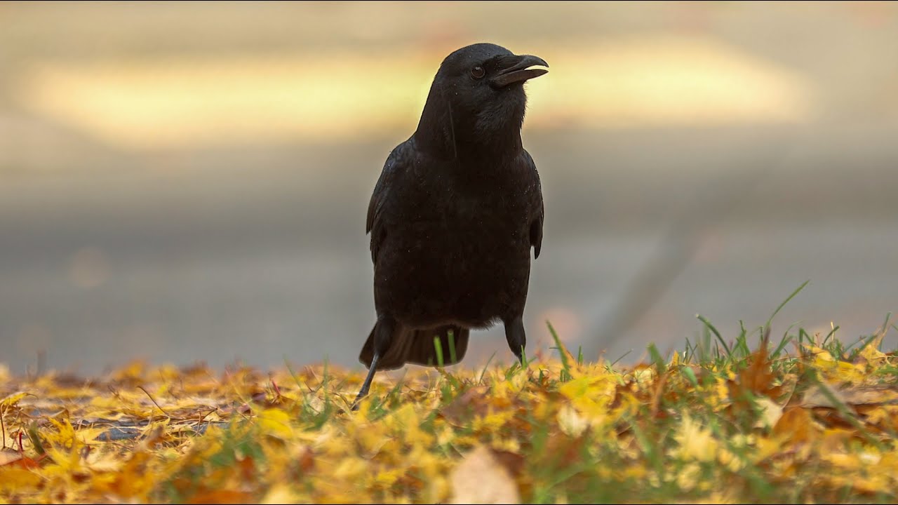 Watch a Crow Stash A Peanut - YouTube