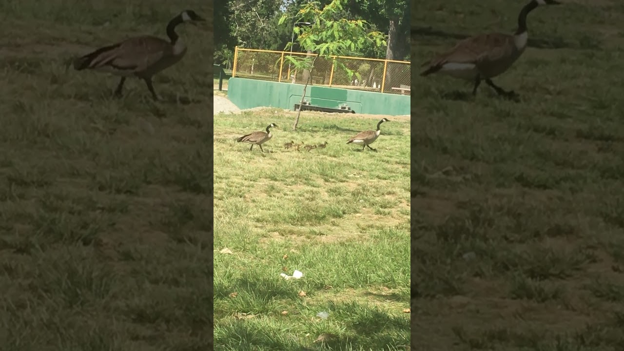 geese - YouTube