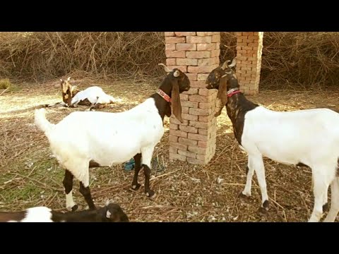 Old Man Pateri and Badi Goats||Complete Documentary - YouTube