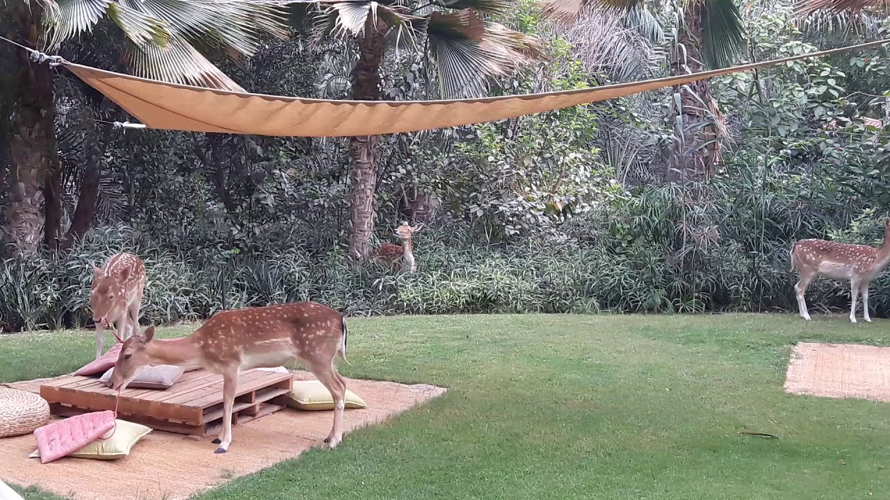 amazing wow wow Deer life - YouTube