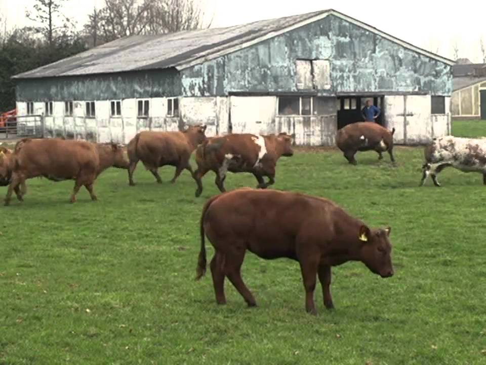 De dikbillen van Jan Scholten lopen weer buiten - YouTube