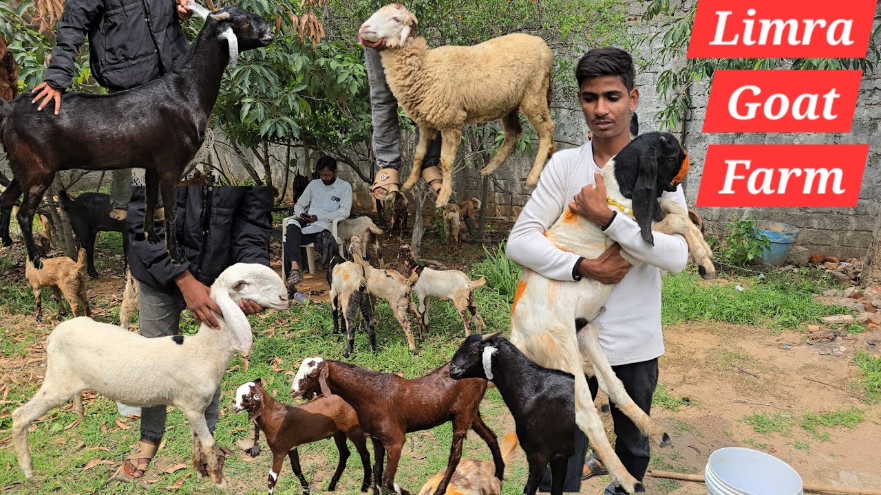 pure Quality mewati goat kid's available in Hyd at Limra goat farm ...